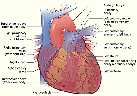 How the Heart Works | Thoracic Oncology Program